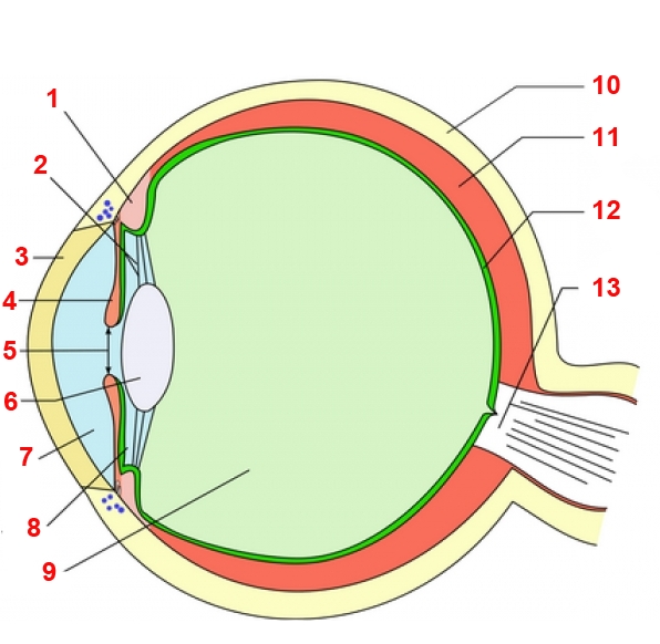 NeuroANAT – Domanda n. 28 – Adalberto Merighi
